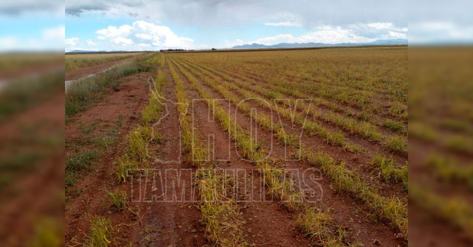 Hoy Tamaulipas - Chihuahua Granizada dejo danios en 4 mil hectareas de ... Hoy Tamaulipas - Chihuahua Granizada dejo danios en 4 mil hectareas de ...