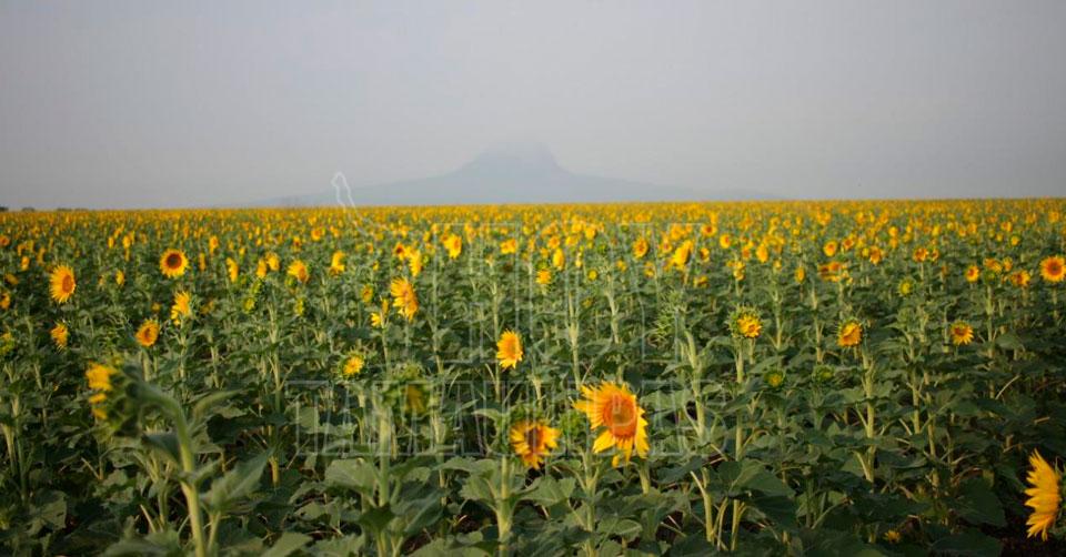 Hoy Tamaulipas - Campo de girasoles en Tamaulipas Girasoles de Gonzalez ... Hoy Tamaulipas - Campo de girasoles en Tamaulipas Girasoles de Gonzalez ...