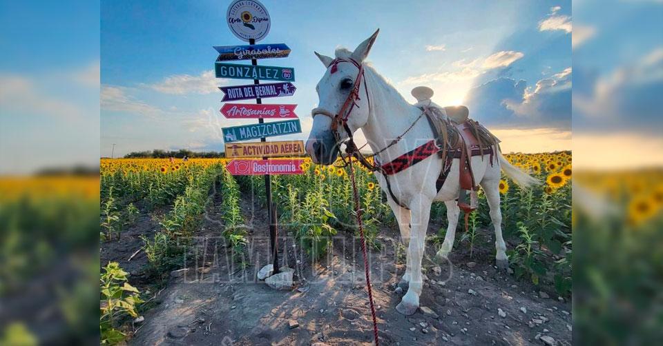 Hoy Tamaulipas - Campo de girasoles en Tamaulipas Mas girasoles Abren ... Hoy Tamaulipas - Campo de girasoles en Tamaulipas Mas girasoles Abren ...