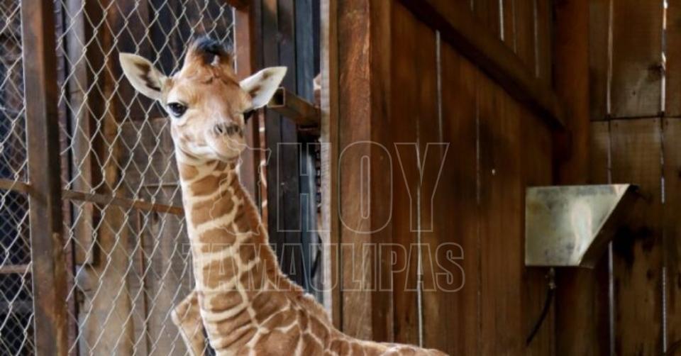 Hoy Tamaulipas - Nace jirafa reticulada en el Zoologico de Morelia