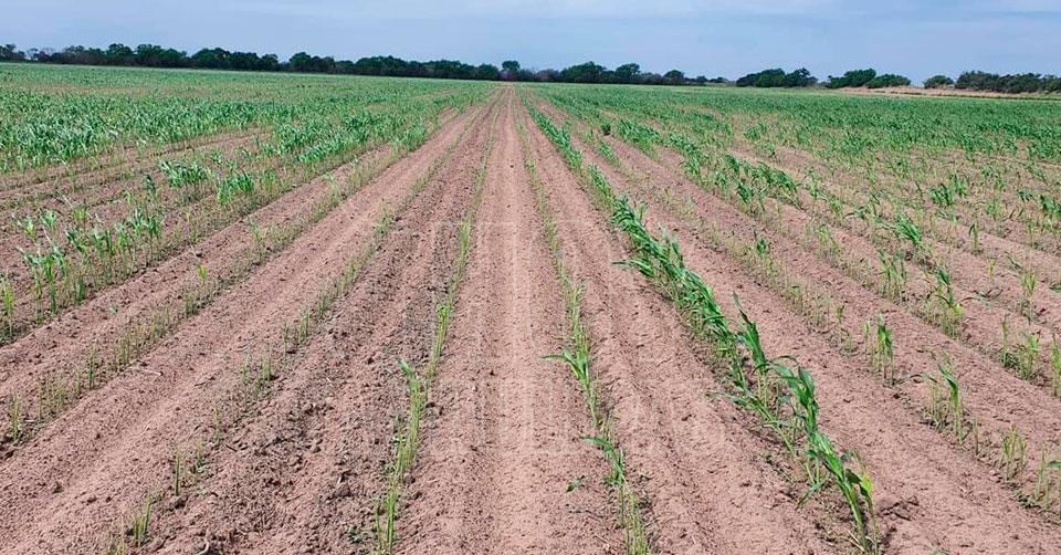 Hoy Tamaulipas - Peligran en Tamaulipas 1.5 millones de hectareas ante ... Hoy Tamaulipas - Peligran en Tamaulipas 1.5 millones de hectareas ante ...