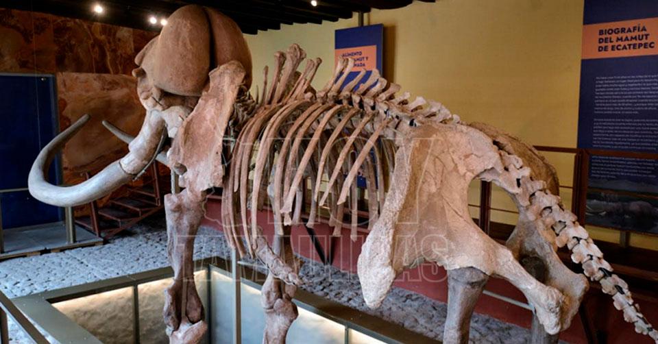 Hoy Tamaulipas Ciudad De Mexico El Mamut De Ecatepec Volvio A Casa En Renovado Espacio