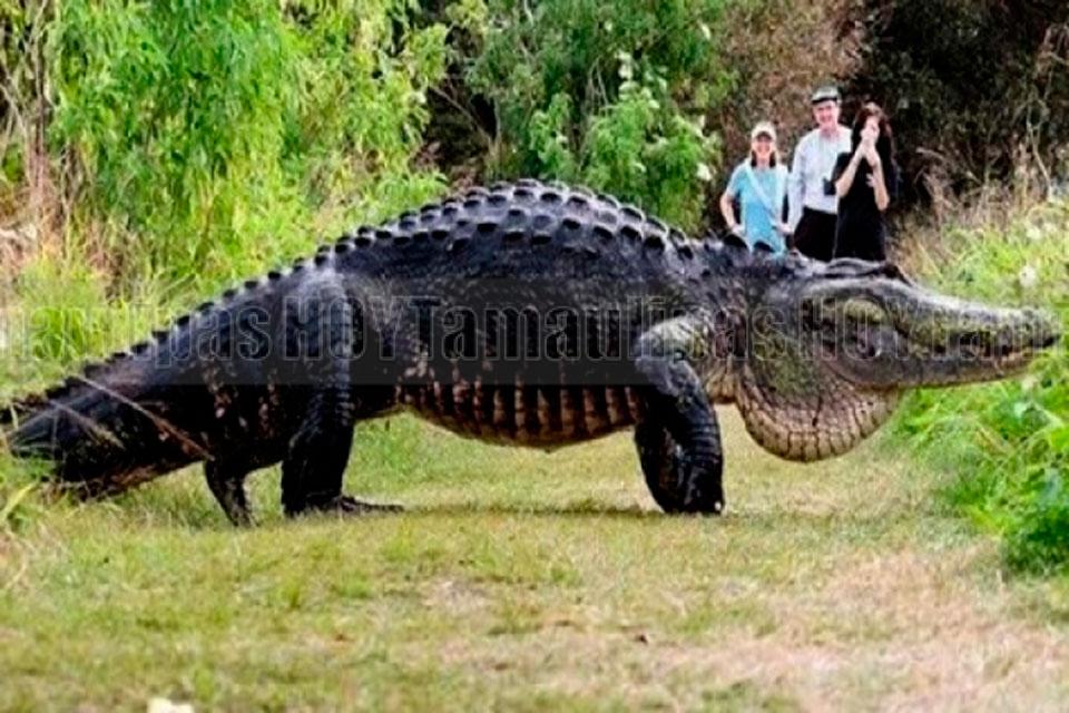Hoy Tamaulipas - Lagarto gigante en Florida impacta redes sociales