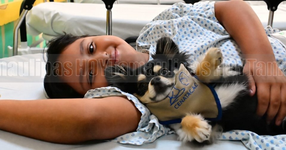 Hoy Tamaulipas - Mas de 2 mil ninios reciben terapias con perros en ...