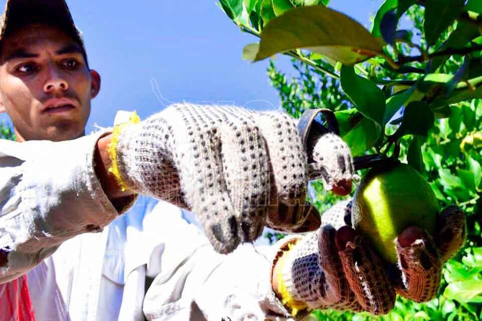 Hoy Tamaulipas - Peligran huertos de Tamaulipas por plaga dragon amarrillo Hoy Tamaulipas - Peligran huertos de Tamaulipas por plaga dragon amarrillo