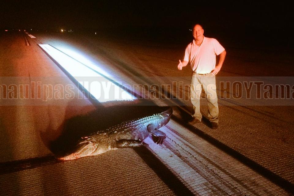 Hoy Tamaulipas - Piloto pasa susto al matar caiman gigante durante ...