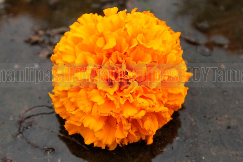 Hoy Tamaulipas - Foto del Dia: Flor de Cempasúchil