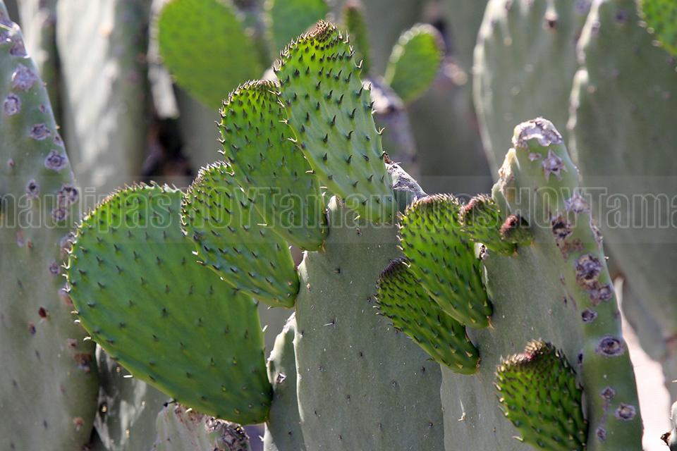Hoy Tamaulipas - Foto del Dia: Productos de nopal