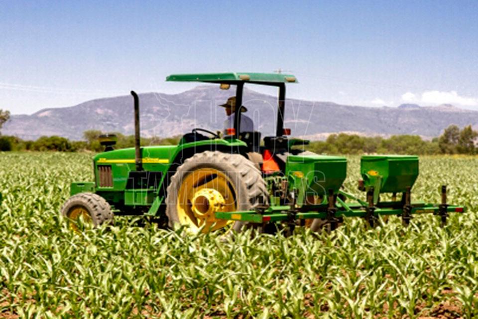 Hoy Tamaulipas - Habra menos produccion en el campo de Tamaulipas Hoy Tamaulipas - Habra menos produccion en el campo de Tamaulipas