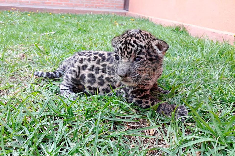 Hoy Tamaulipas - Foto del Dia: Nace ejemplar macho de jaguar pinto