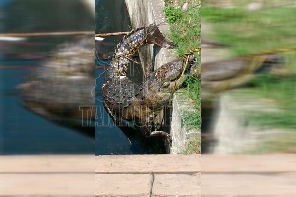 Hoy Tamaulipas - Capturan un cocodrilo en un dren pluvial de Madero Hoy Tamaulipas - Capturan un cocodrilo en un dren pluvial de Madero